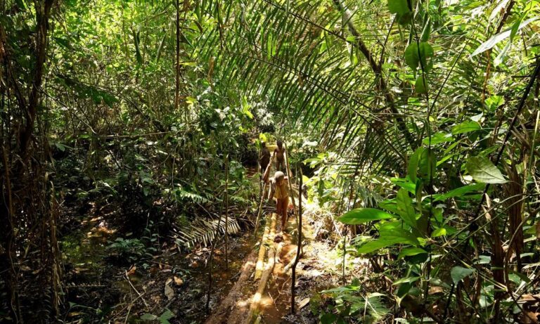 Por qué las selvas tropicales de África necesitan una conservación ...