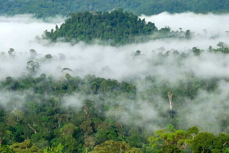Forest Peoples Programme Archives - Rainforest Foundation UK