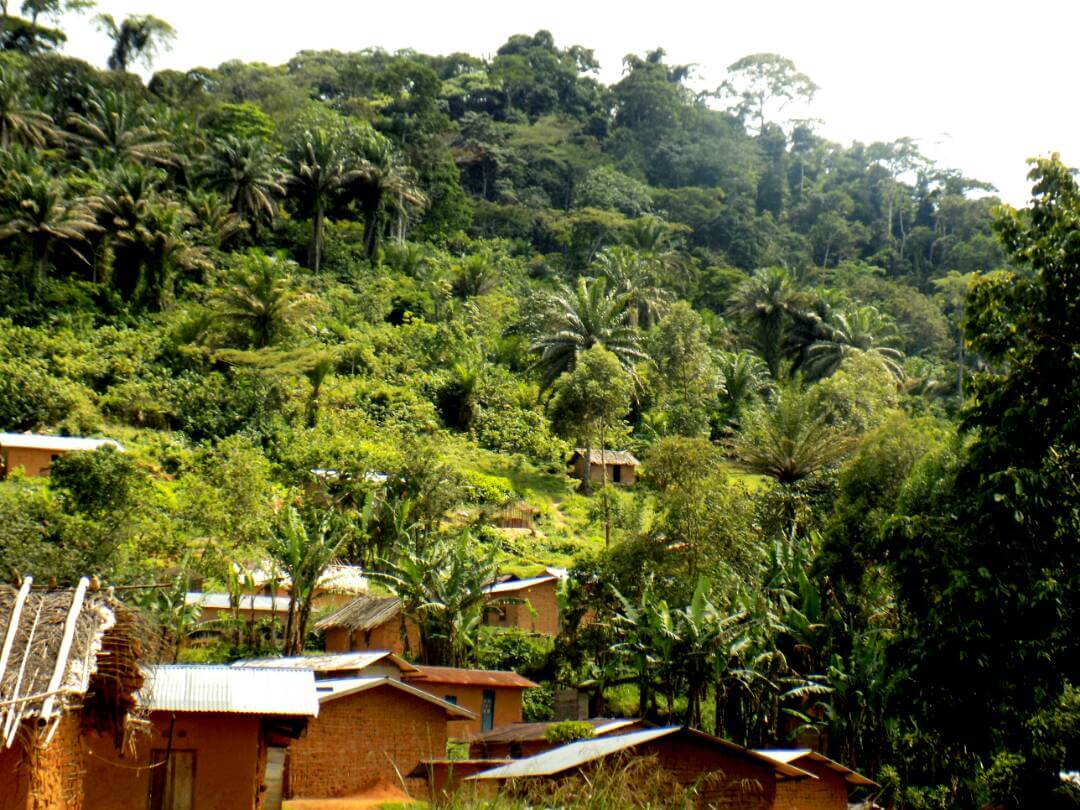 Forests for the Future: a model of resilient, community-led ...